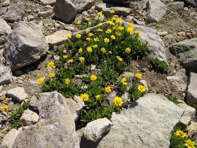 Tonestus lyallii - PictureThis