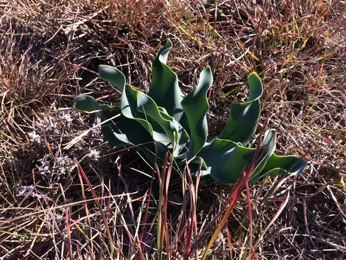 Surfers candelabra (Brunsvigia litoralis) Flower, Leaf, Care, Uses ...