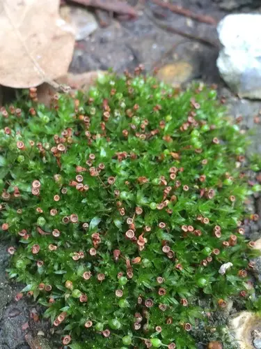 Common goblet moss (Physcomitrium pyriforme) Flower, Leaf, Care, Uses ...