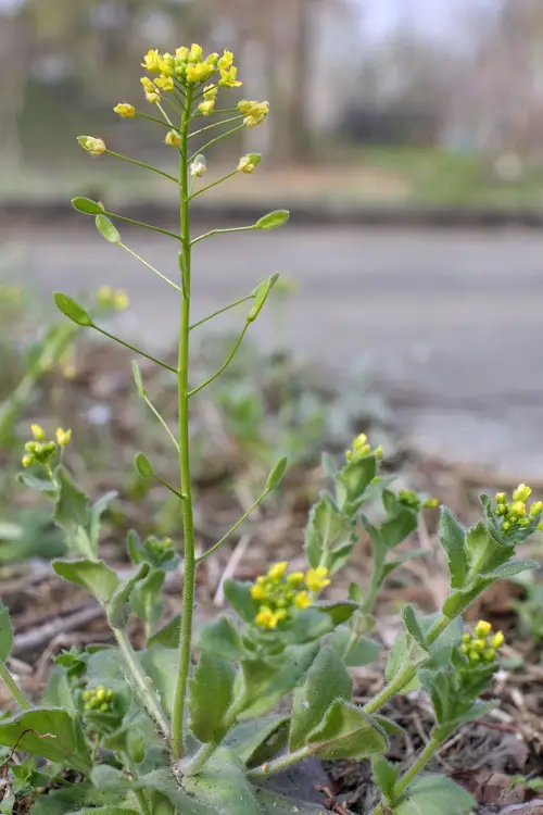 Woodland draba (Draba nemorosa) Flower, Leaf, Care, Uses - PictureThis