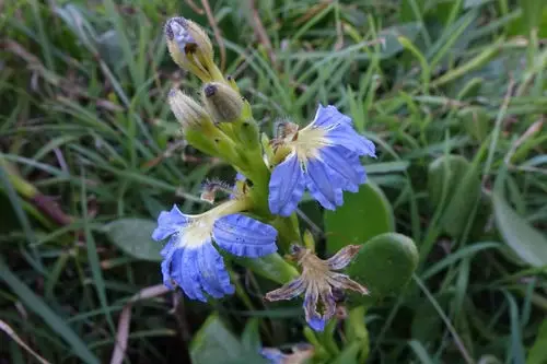 Scaevola calendulacea - PictureThis