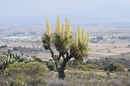 Palma soyate - Nolina parviflora (Taxonomía, Características ...
