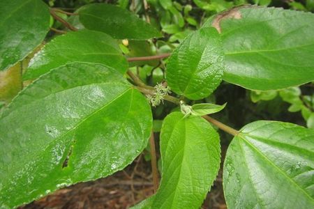 How to Grow and Care for Pipturus