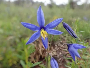 How to Propagate Nodding blue lily
