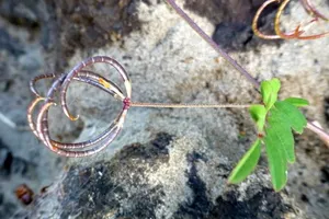 How to Prune Yellow bird's-foot