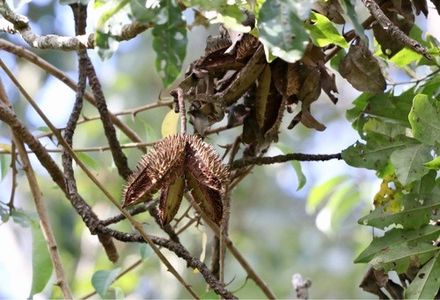 How to Grow and Care for Crow's ash