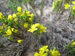 How to Prune Sand golden-heather