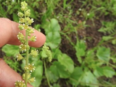 How to Grow and Care for Littleleaf alumroot