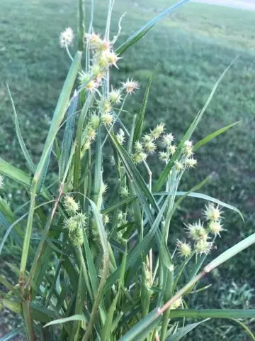 Cadillo rosetilla (Cenchrus longispinus) - PictureThis