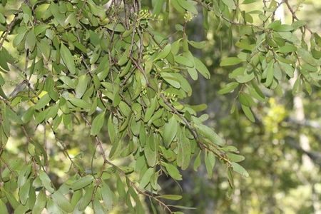 Yellow mistletoe (Alepis flavida) - PictureThis