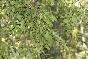 How to Prune Yellow mistletoe
