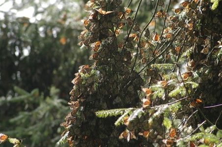 Cómo cultivar y cuidar una Oyamel