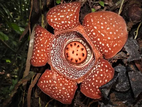 Rafflesia lagascae - PictureThis