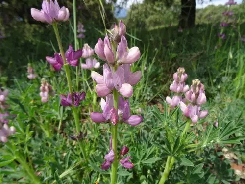 Alberjón Cuidados (Plantando, Fertilizantes, Enfermedades) - PictureThis