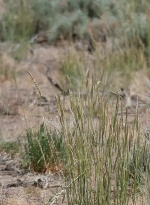 Zacate alcalino espigado (Sporobolus contractus) - PictureThis