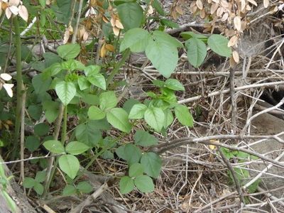 Cómo cultivar y cuidar una Rupertia rigida