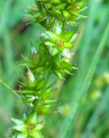 Key Benefits and Uses of Leers' sedge for Your Garden and Beyond