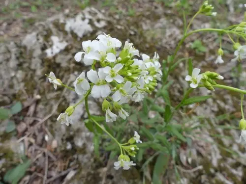 Arabis patens - PictureThis