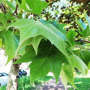 London Plane - Platanus hybrida (Care, Characteristics, Symbolism, Images)