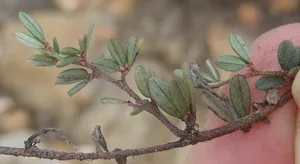 How to Prune Indigofera pilgeriana