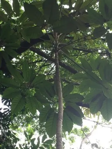 Candelero (Schefflera morototoni) - PictureThis