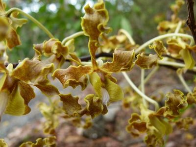 How to Grow and Care for Golden orchid