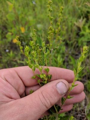 How to Grow and Care for Pinweeds