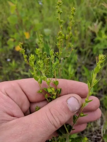 Hairy pinweed (Lechea mucronata) Flower, Leaf, Care, Uses - PictureThis