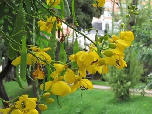 Alcaparro (Senna viarum) - PictureThis