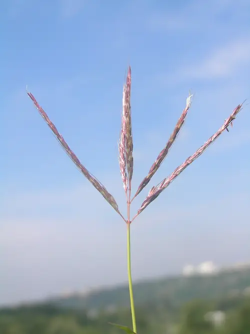 How to Plant and Grow Yellow bluestem(Bothriochloa ischaemum)