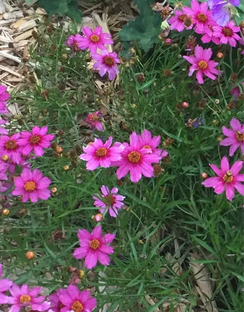 Coreopsis rosea - PictureThis