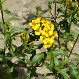 Pericón - Tagetes lucida (Cuidado, Características, Flor, Imágenes ...