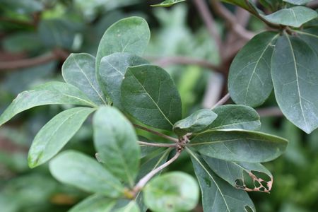 Terminalia muelleri - PictureThis