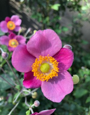 Anemone × hybrida 'Pretty Lady Susan' - PictureThis