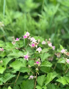 How to Propagate Japanese raspberry