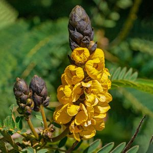 African senna - Senna didymobotrya (Care, Characteristics, Flower, Images)