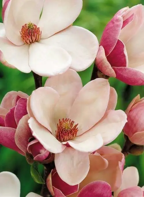 Magnolias 'Satisfaction' (Magnolia 'Satisfaction') Flower, Leaf, Care ...
