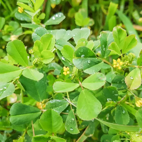 Carretón de amores (Medicago polymorpha) - PictureThis