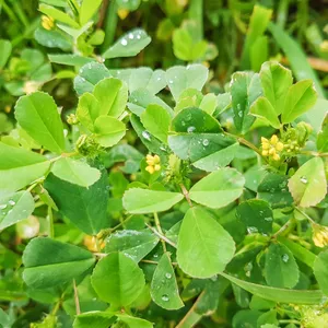 How to Propagate Bur clover