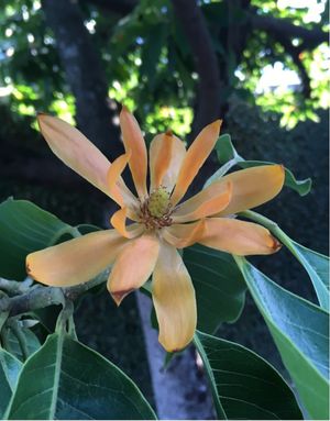 How to Grow and Care for Champak
