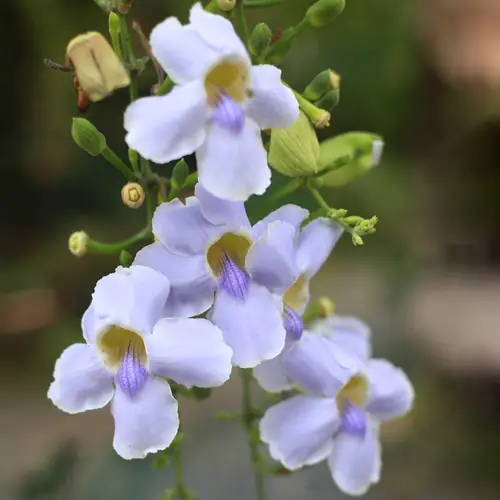 Bignonia azul (Thunbergia grandiflora) - PictureThis