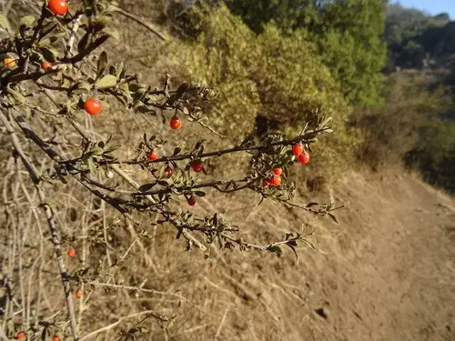 Lycium chilense - PictureThis