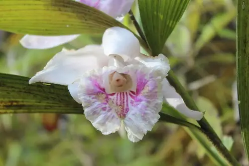 Sobralia rosea Flower, Leaf, Care, Uses - PictureThis