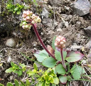 How to Propagate Western saxifrage