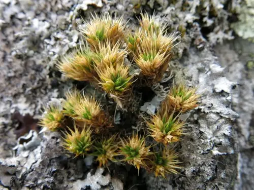 Colobanthus acicularis - PictureThis