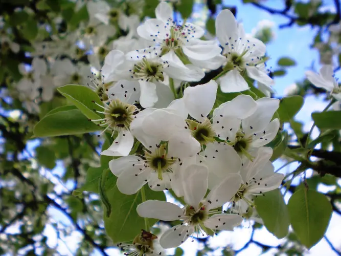 How to Plant and Grow Common pear(Pyrus communis)