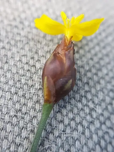 Xyris montana - PictureThis