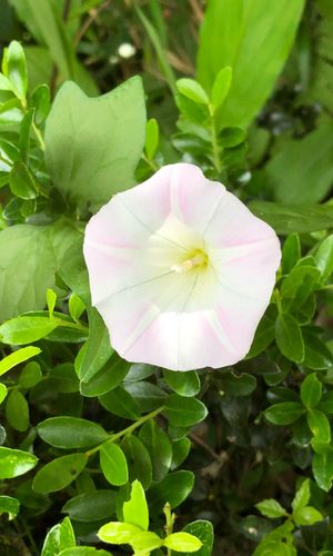 Pacific false bindweed (Calystegia purpurata) - PictureThis