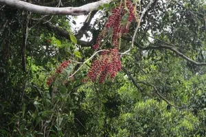 How to Propagate Blood vine