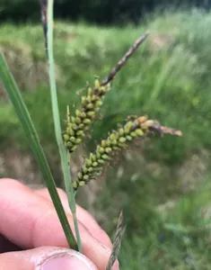 How to Prune Scarce tufted-sedge